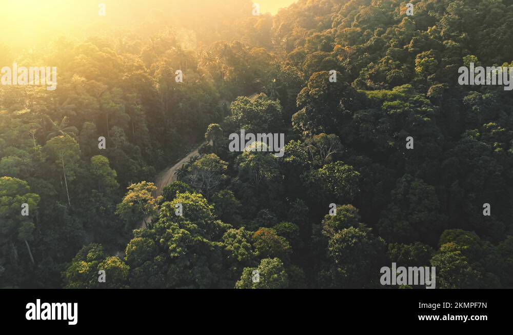 Jungle yellow Stock Videos & Footage - HD and 4K Video Clips - Alamy
