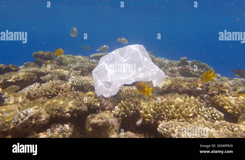 Plastic pollution of the Ocean, a discarded wtite plastic bag on coral ...