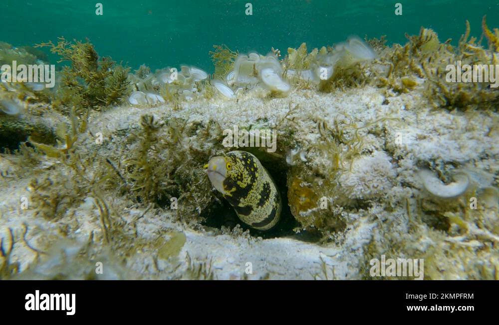 Moray eel peeking out of a burrow in a coral reef covered with algae ...
