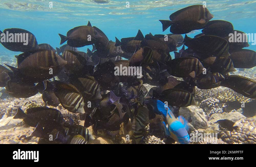 Shoal of tropical fish Sailfin Tang is swimming and feeds on a top of ...