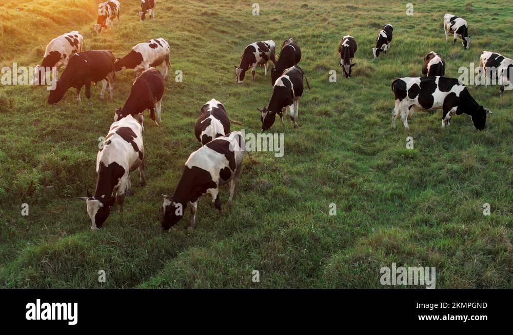 Cattle cow grazing in field. Dairy cattle grazing. Farm cattle grazing ...