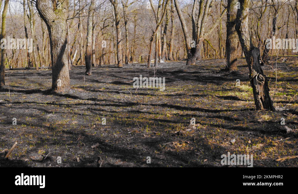 Burnt Trees After Forest Fire in the Light of the Spring Sun Stock ...