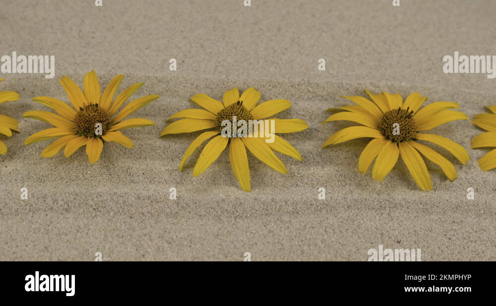 Rotation of a line of yellow daisies lying on lines made of sand. Close ...