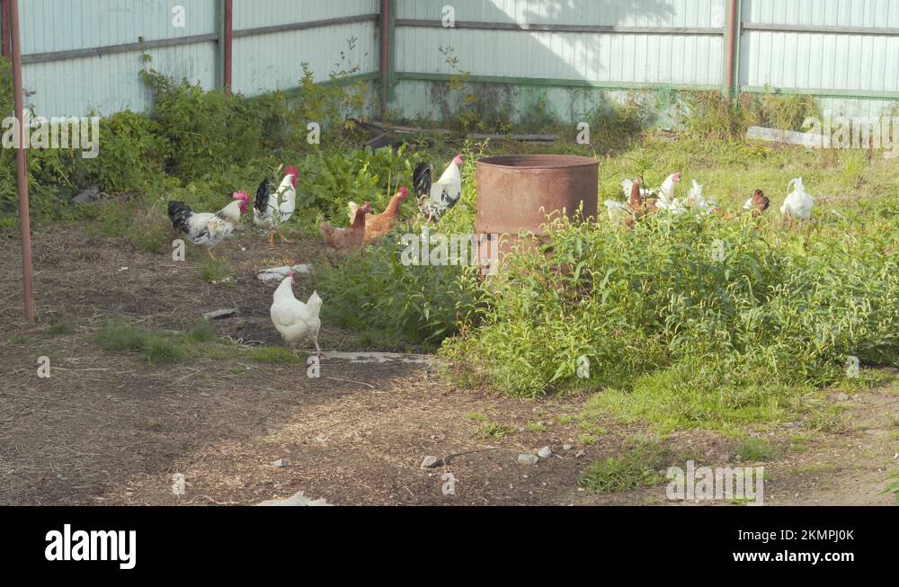 Range poultry Stock Videos & Footage - HD and 4K Video Clips - Alamy