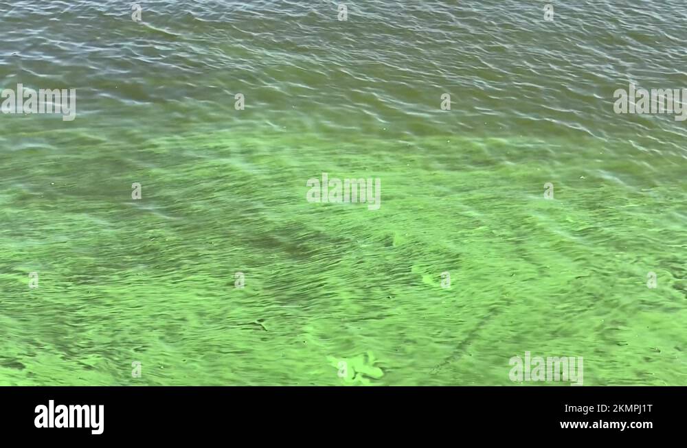River algae bloom Stock Videos & Footage - HD and 4K Video Clips - Alamy