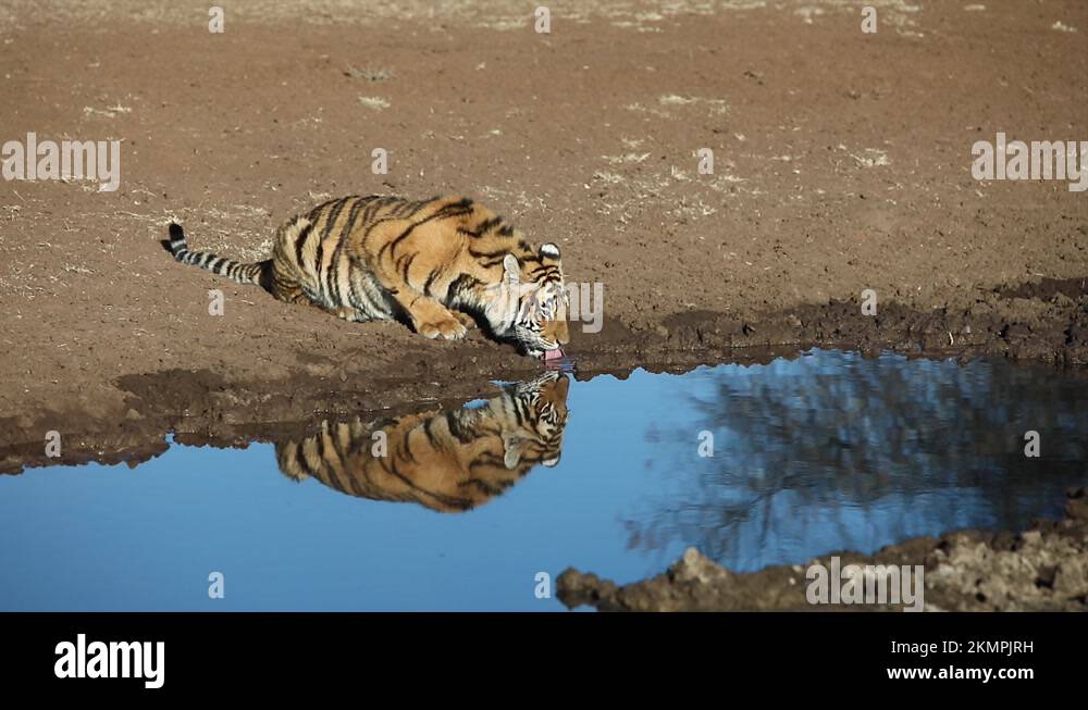 Bengal tiger in water panthera Stock Videos & Footage - HD and 4K Video ...