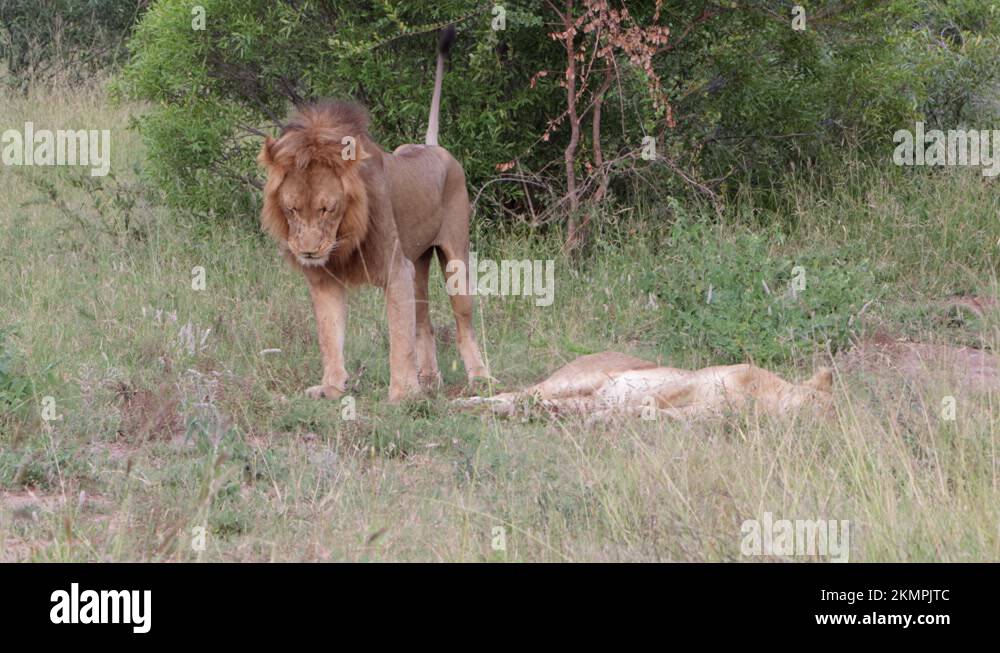 Male African Lion sits down next to his lioness mate, napping in grass Stock Video Footage - Alamy
