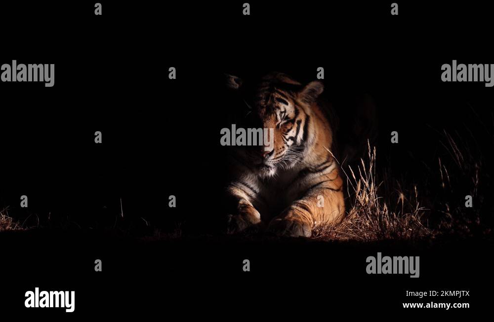 Bengal tiger side Stock Videos & Footage - HD and 4K Video Clips - Alamy