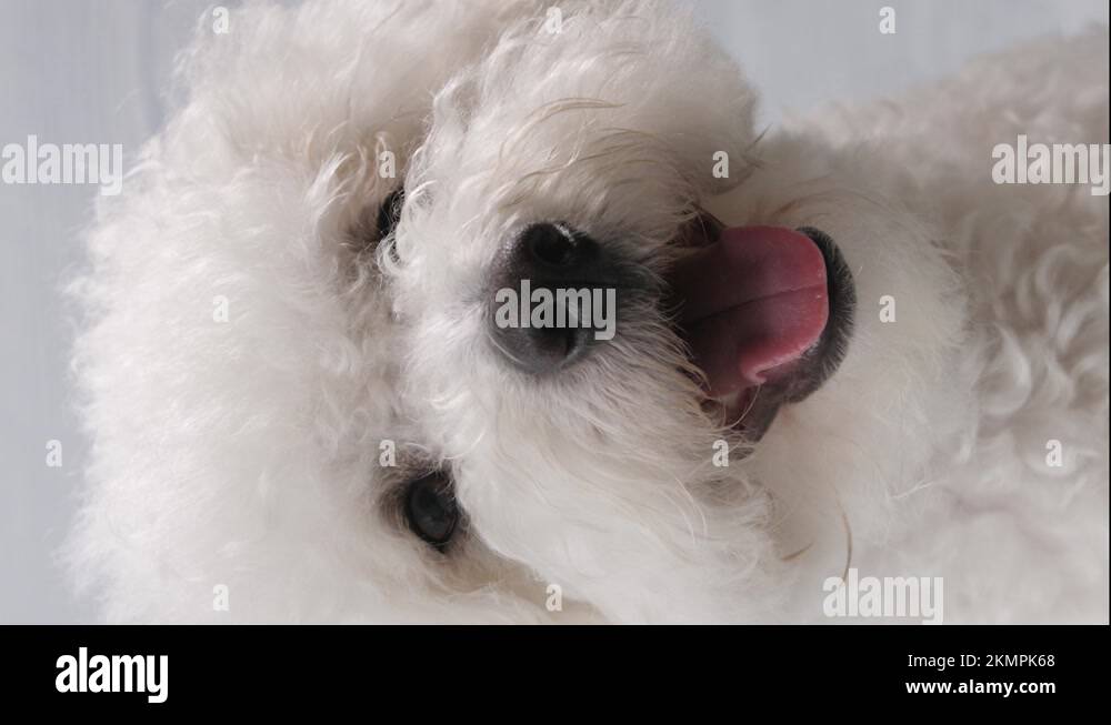 Dog breed bichon frise Stock Videos & Footage - HD and 4K Video Clips ...