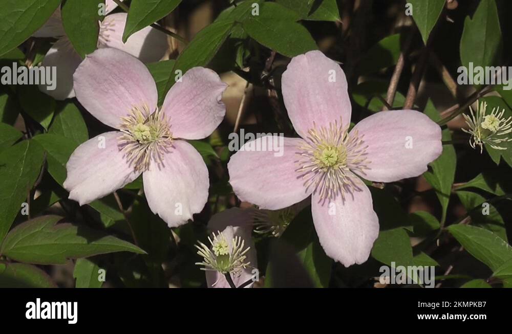 Four petal flower Stock Videos & Footage - HD and 4K Video Clips - Alamy