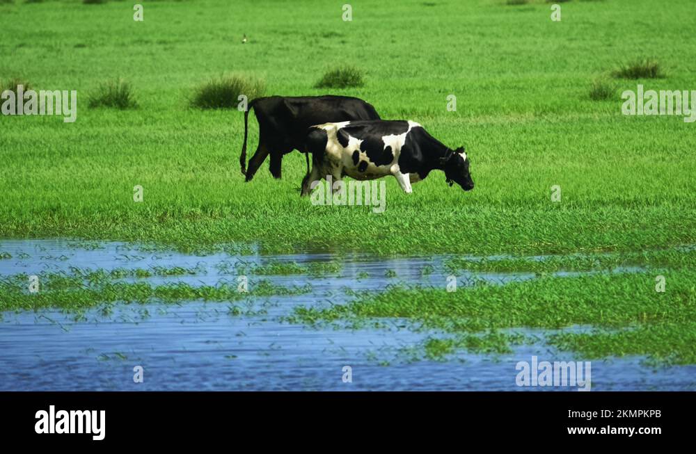 cows walking calmly in wetland. cows eating grass in wetland. birds are ...