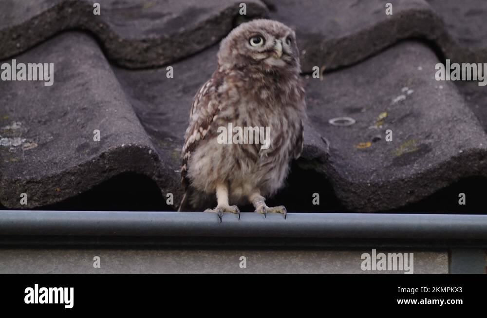 Little Owl Perched In Guttering Off Tiled Roof Before Flying Off ...