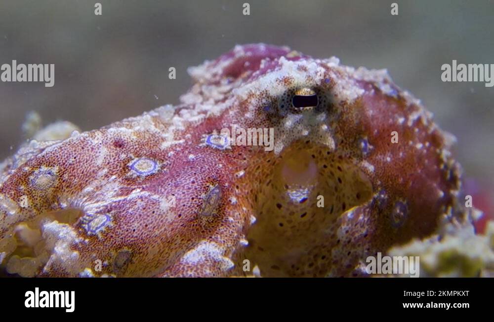 Small Spotted Toxic Blue Ringed Octopus Moving Siphon Gills Breathe ...