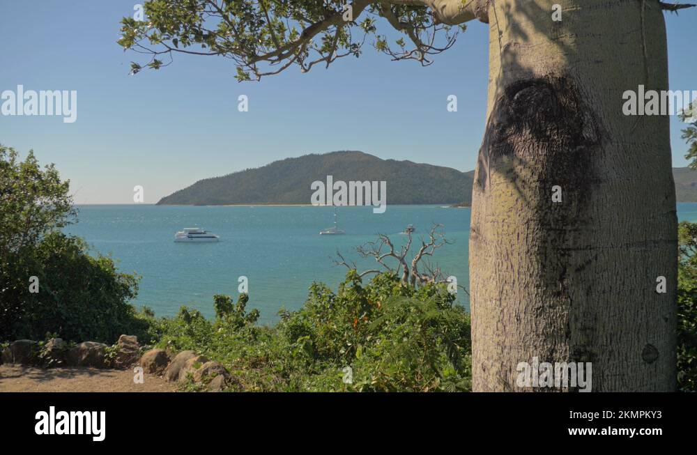 Australian bottle tree Stock Videos & Footage - HD and 4K Video Clips ...