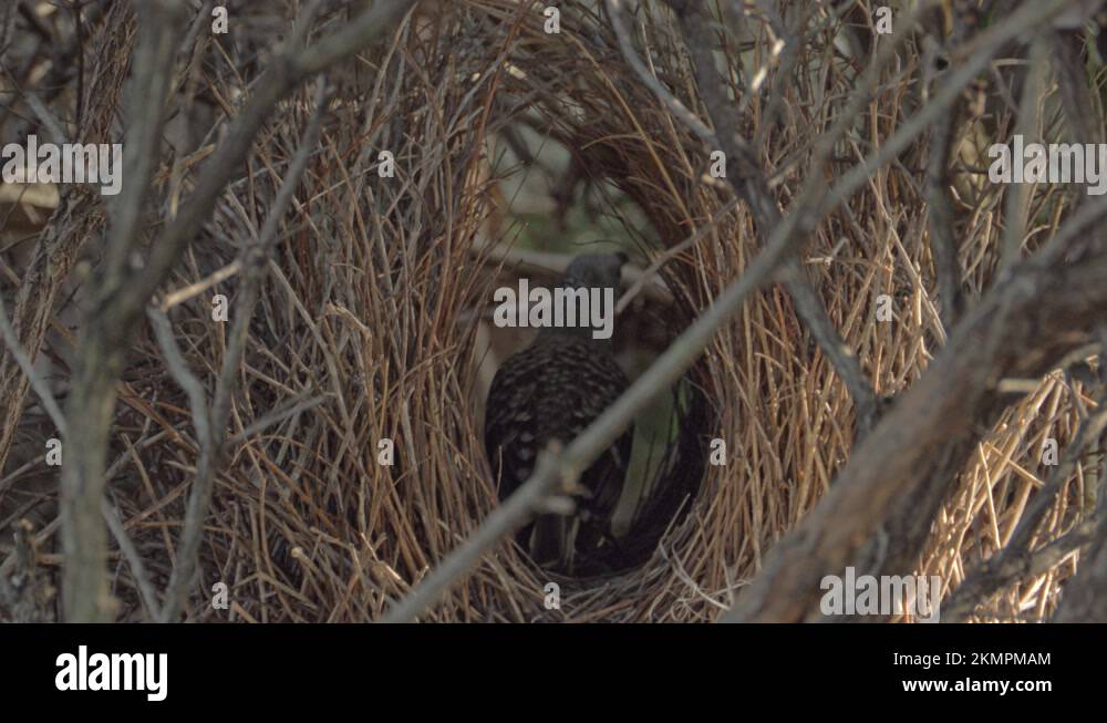 Nest of a bower bird Stock Videos & Footage - HD and 4K Video Clips - Alamy