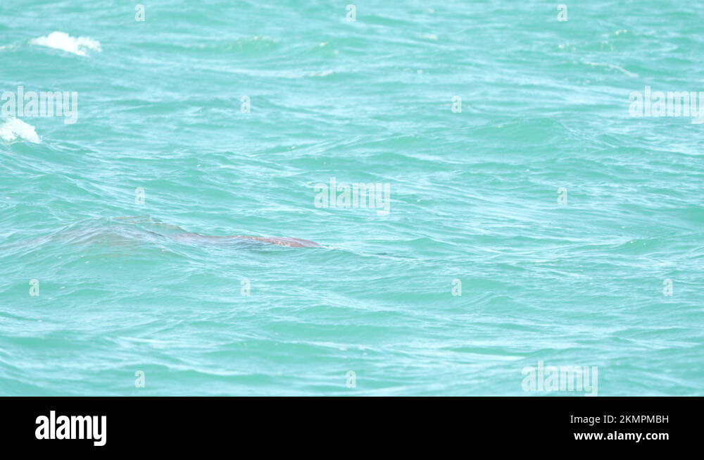 Baby dugong Stock Videos & Footage - HD and 4K Video Clips - Alamy