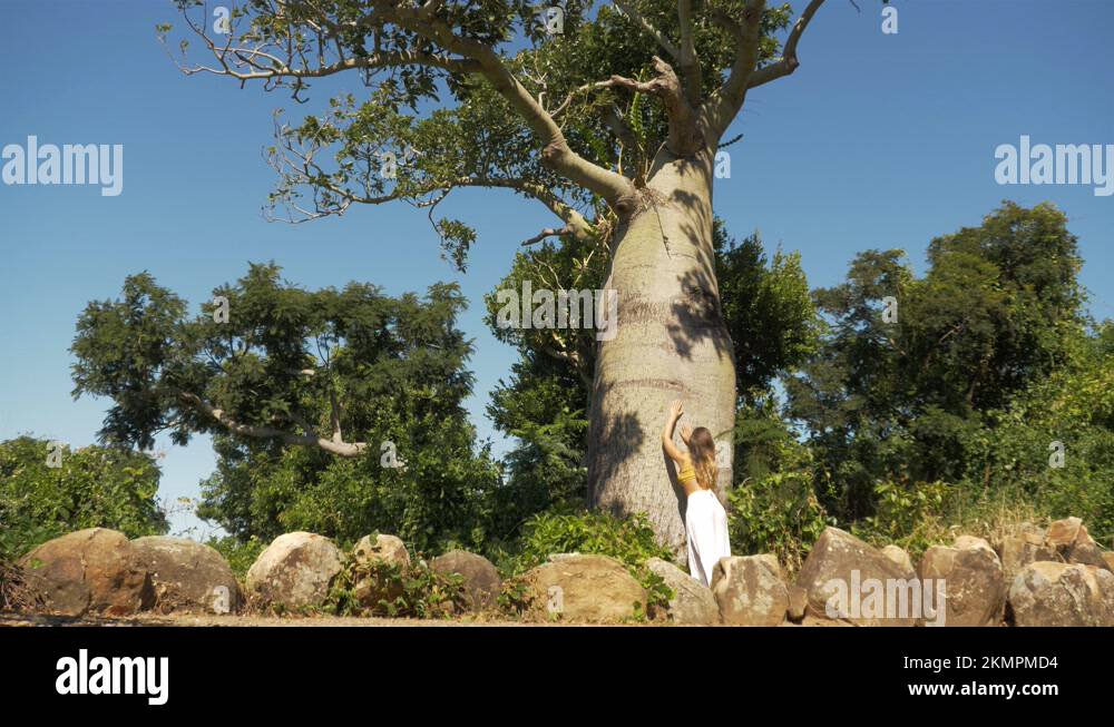 Gorgeous Lady Feeling The Texture Of The Swollen Trunk Of Boab Tree ...