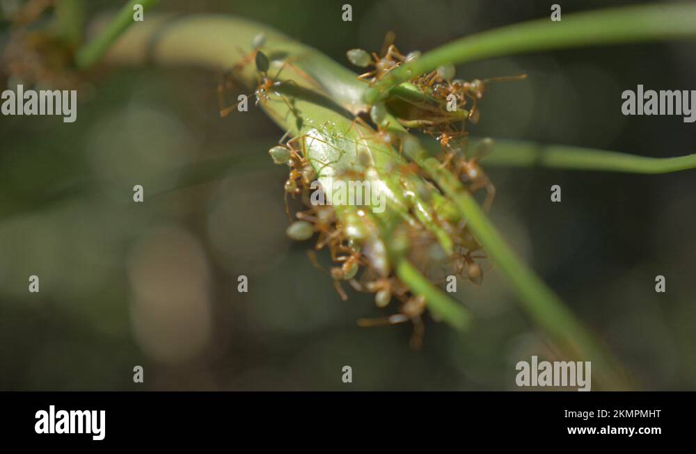 Macro Of Fire Ants Gathered At The Tip of The Stem During Summer ...