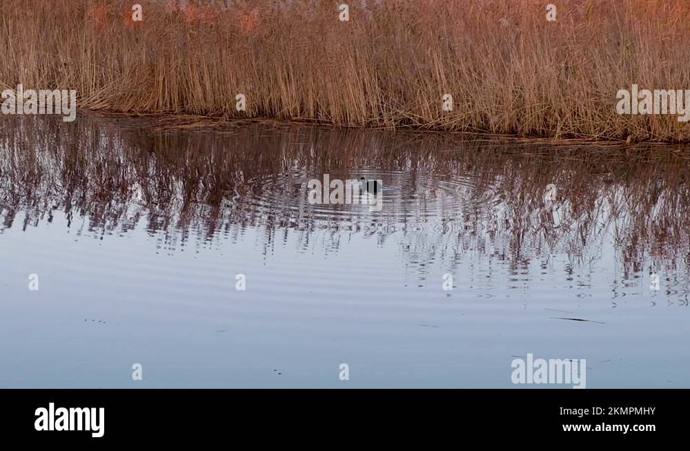 Bird twitcher Stock Videos & Footage - HD and 4K Video Clips - Alamy