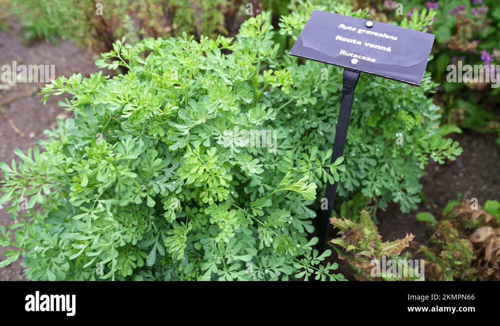 Common rue ruta graveolens in flower Stock Videos & Footage - HD and 4K ...