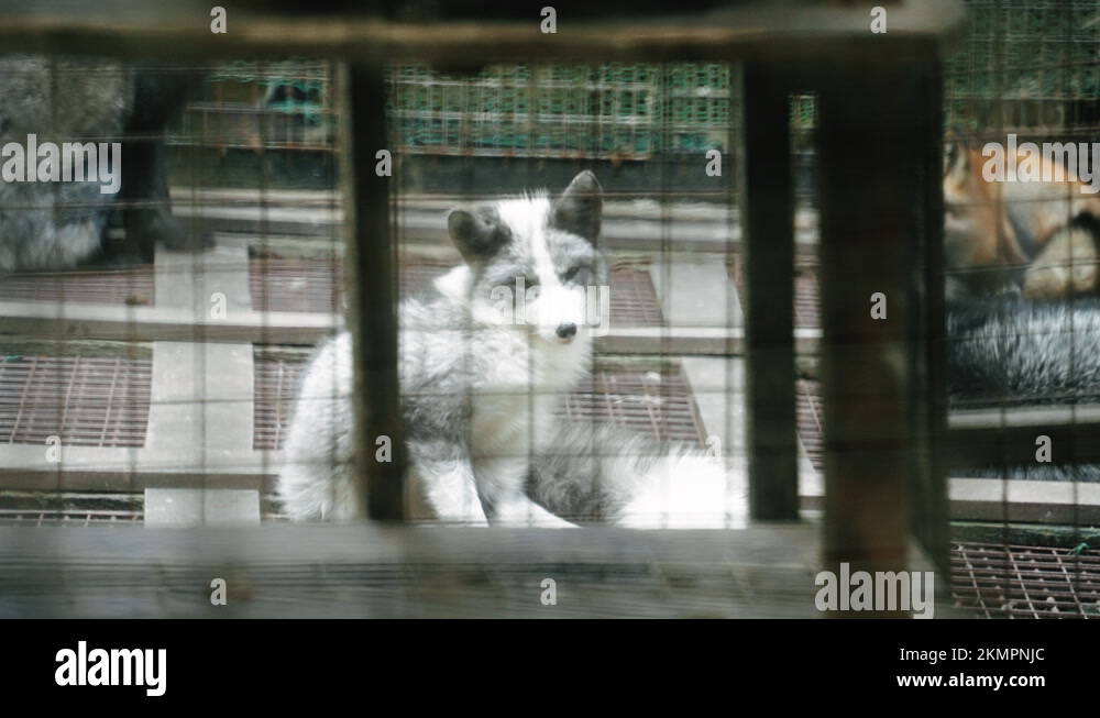 Black And White Fox In Captivity Locked In A Cage At Zao Fox Village ...