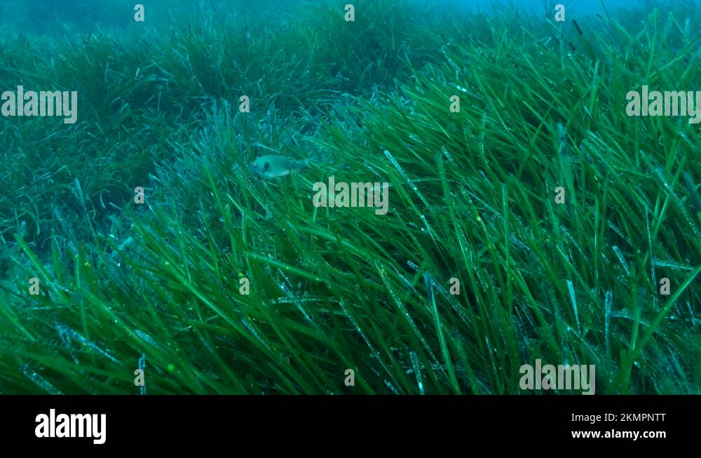Dense thickets of green marine grass Posidonia, on blue water ...