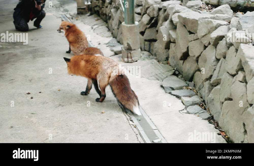 Foxes In Miyagi, Japan. Cross Fox Jumps From The Rock At The Miyagi Zao ...