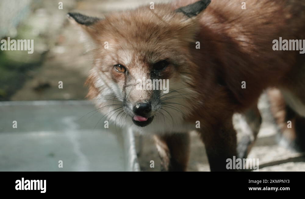 Ezo Red Fox Licking Its Snout And Nose After Drinking Water At The Zao ...