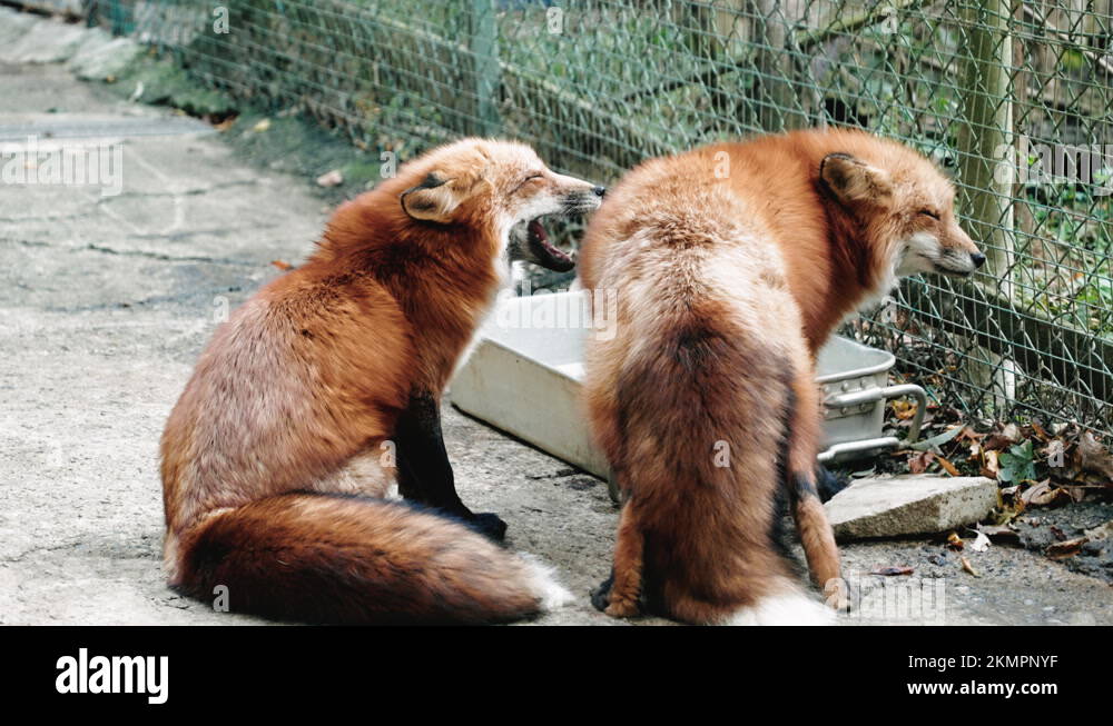 Fox howling Stock Videos & Footage - HD and 4K Video Clips - Alamy