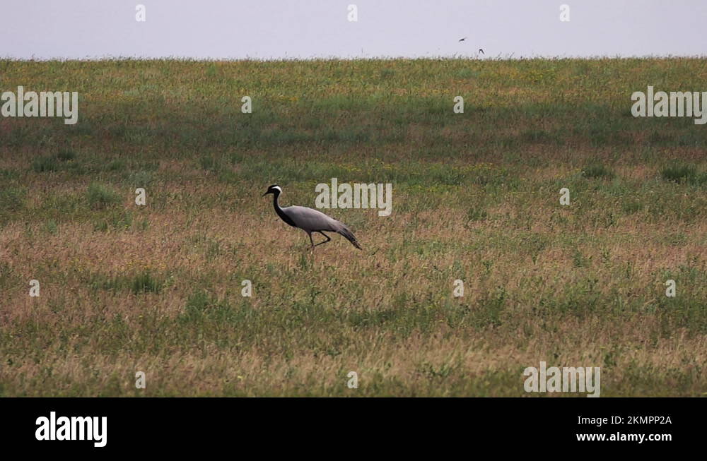 Grus virgo Stock Videos & Footage - HD and 4K Video Clips - Alamy
