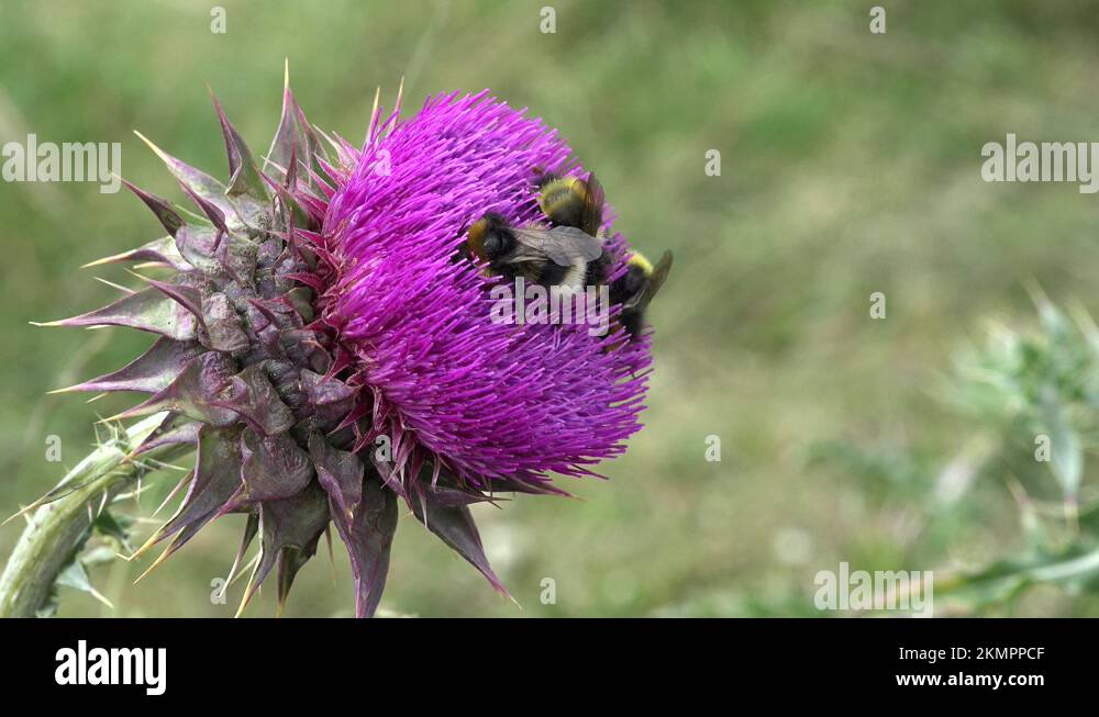 Collecting pollinating insects Stock Videos & Footage - HD and 4K Video ...