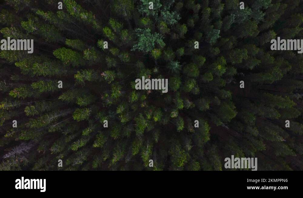 Forest tree tops Stock Videos & Footage - HD and 4K Video Clips - Alamy