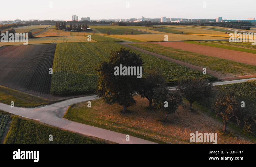 Flying around a big tree in summer while sunset lens flare appears ...