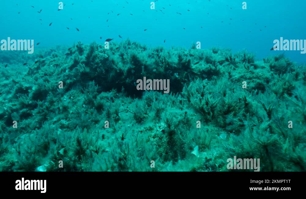 School of juvenile Mediterranean chromis fish (Chromis chromis) swims ...