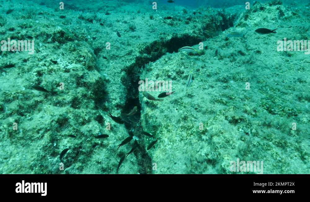 Earthquake fish Stock Videos & Footage - HD and 4K Video Clips - Alamy