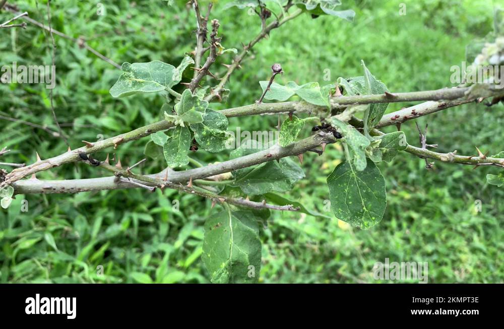 The bullet tree Stock Videos & Footage - HD and 4K Video Clips - Alamy