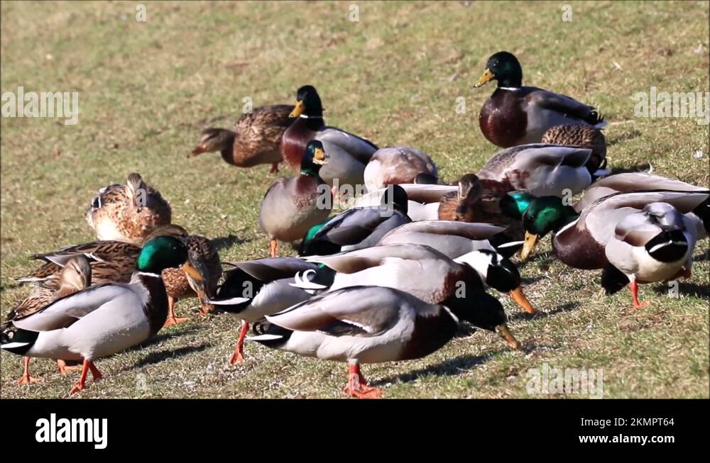 Mallard ducks in nature Stock Videos & Footage - HD and 4K Video Clips ...