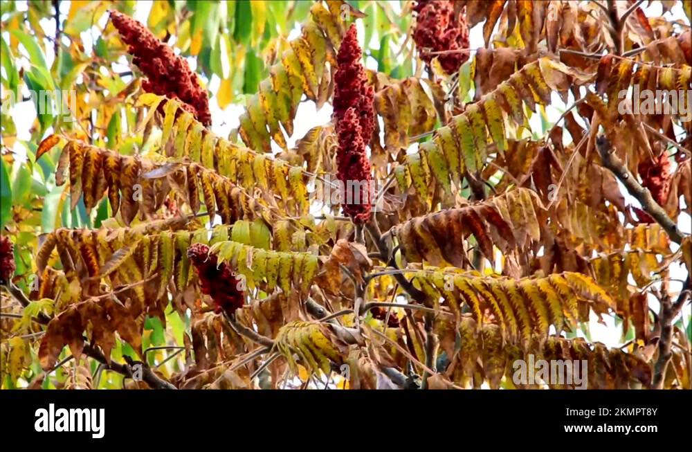 Autumn Leaves Of Sumac Tree, Rhus Typhina Stock Video Footage - Alamy