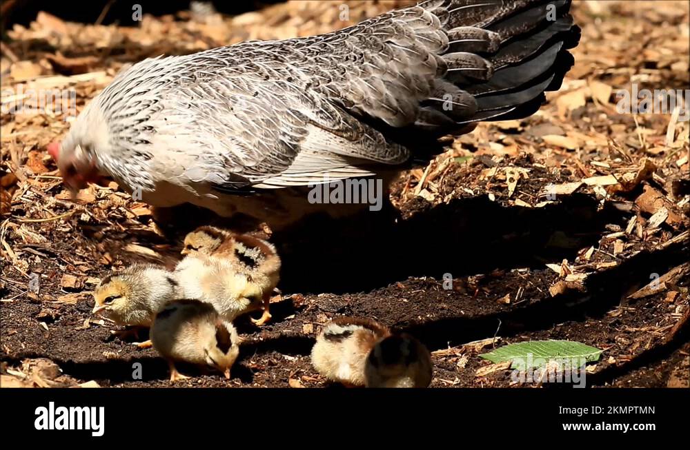 Hen baby Stock Videos & Footage - HD and 4K Video Clips - Alamy