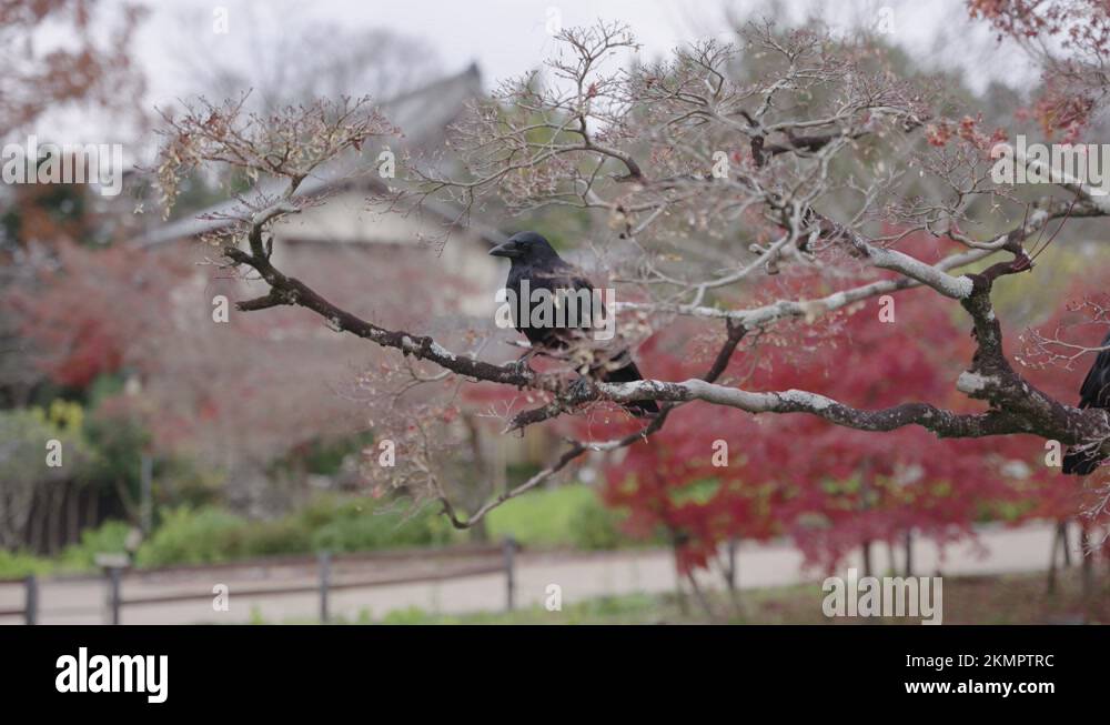 Japanese crow Stock Videos & Footage - HD and 4K Video Clips - Alamy
