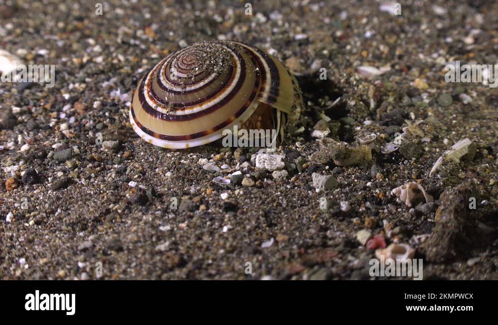 perspective sundial shell (Architectonica perspectiva) on sandy reef at ...