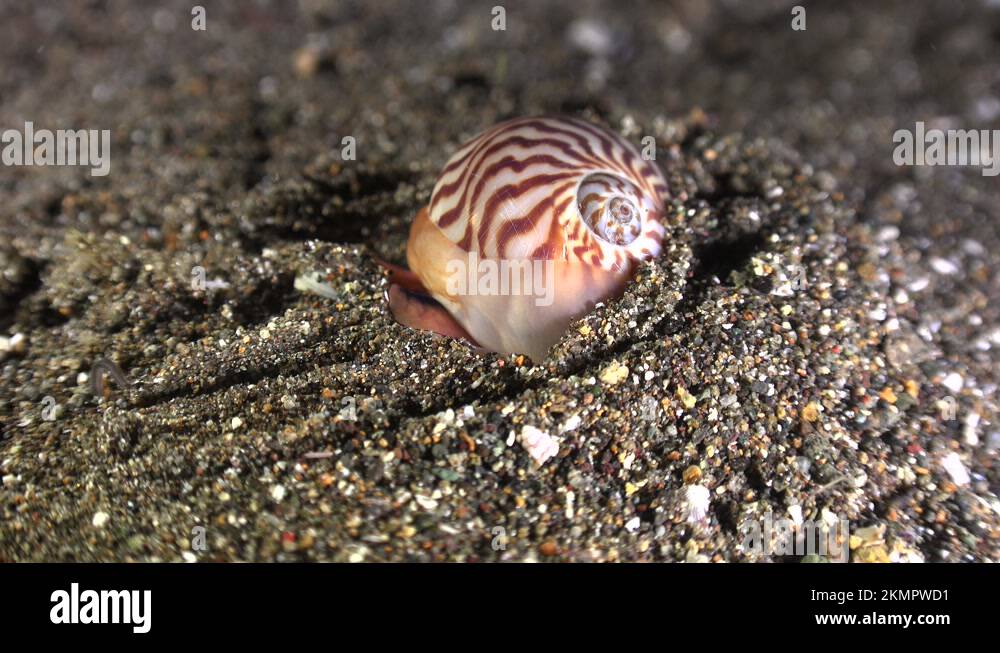 Moon reef Stock Videos & Footage - HD and 4K Video Clips - Alamy