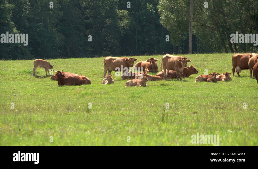 Poland cows Stock Videos & Footage - HD and 4K Video Clips - Alamy