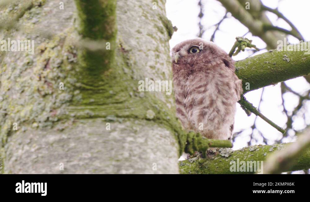 Little owl in a tree Stock Videos & Footage - HD and 4K Video Clips - Alamy