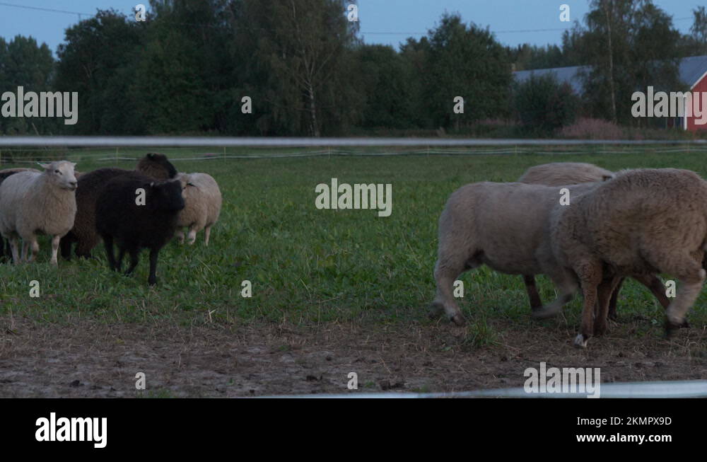 Hierarchy of dominance Stock Videos & Footage - HD and 4K Video Clips ...