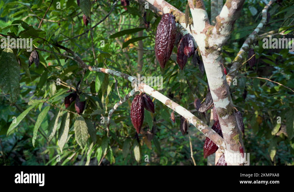 Cacao beans and tree Stock Videos & Footage - HD and 4K Video Clips - Alamy