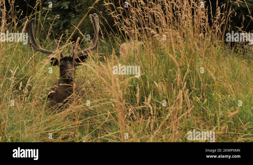 Deer hiding in grass Stock Videos & Footage - HD and 4K Video Clips - Alamy