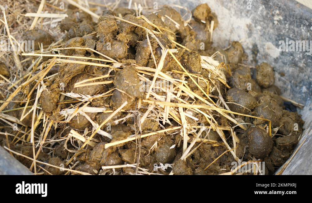 Horse dung Stock Videos & Footage - HD and 4K Video Clips - Alamy