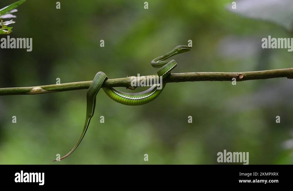 Pit viper thailand fangs Stock Videos & Footage - HD and 4K Video Clips ...