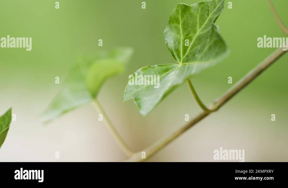 Ivy tendril Stock Videos & Footage - HD and 4K Video Clips - Alamy